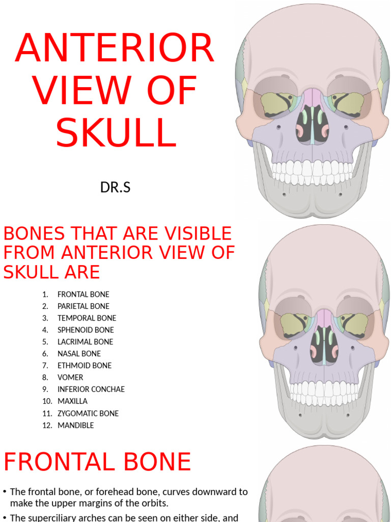 Anterior View of Skull | PDF | Human Nose | Skull