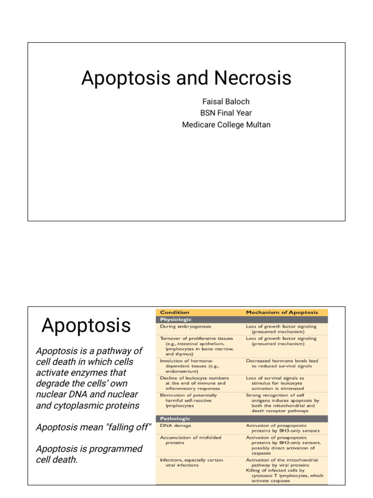 Apoptosis Necrosis (Cell Injury) | PDF | Apoptosis | Necrosis