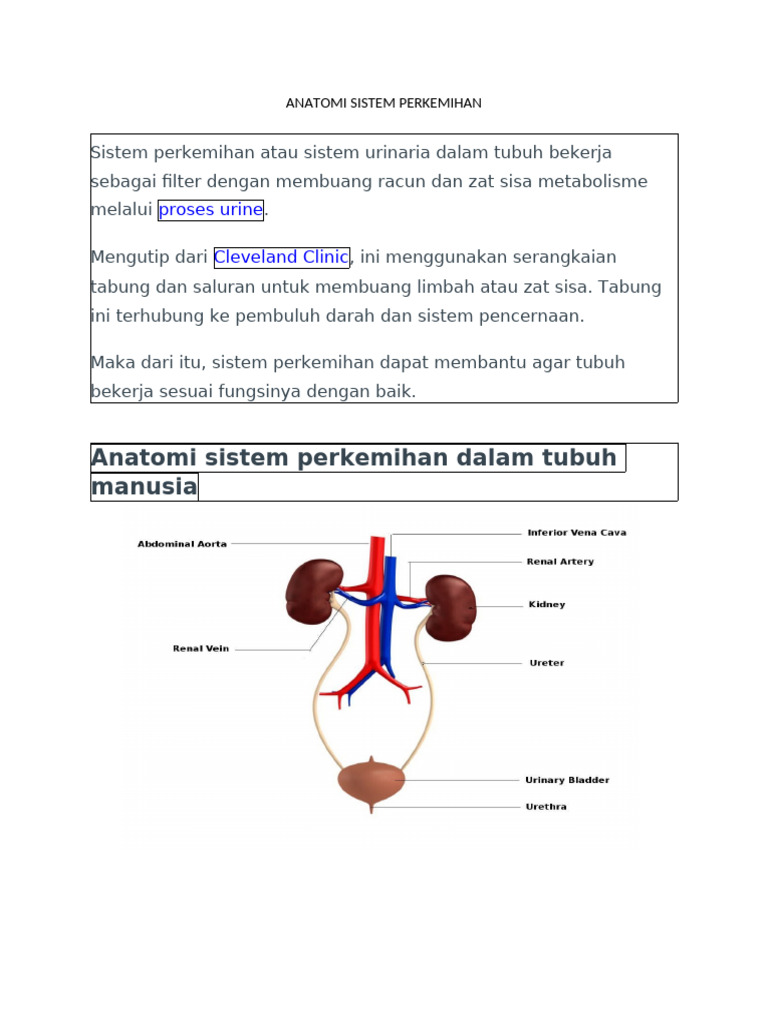 Anatomi Sistem Perkemihan | PDF