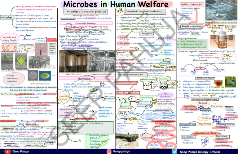 Microbes in Human Welfare Mind Map - Watermark | PDF | Microorganism ...
