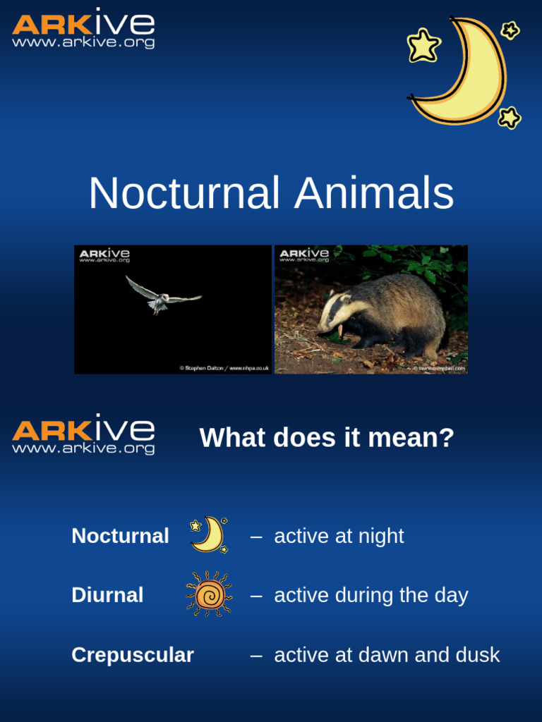 Nocturnalanimals 5 7years ClassroomPresentation | PDF | Zoology | Ethology