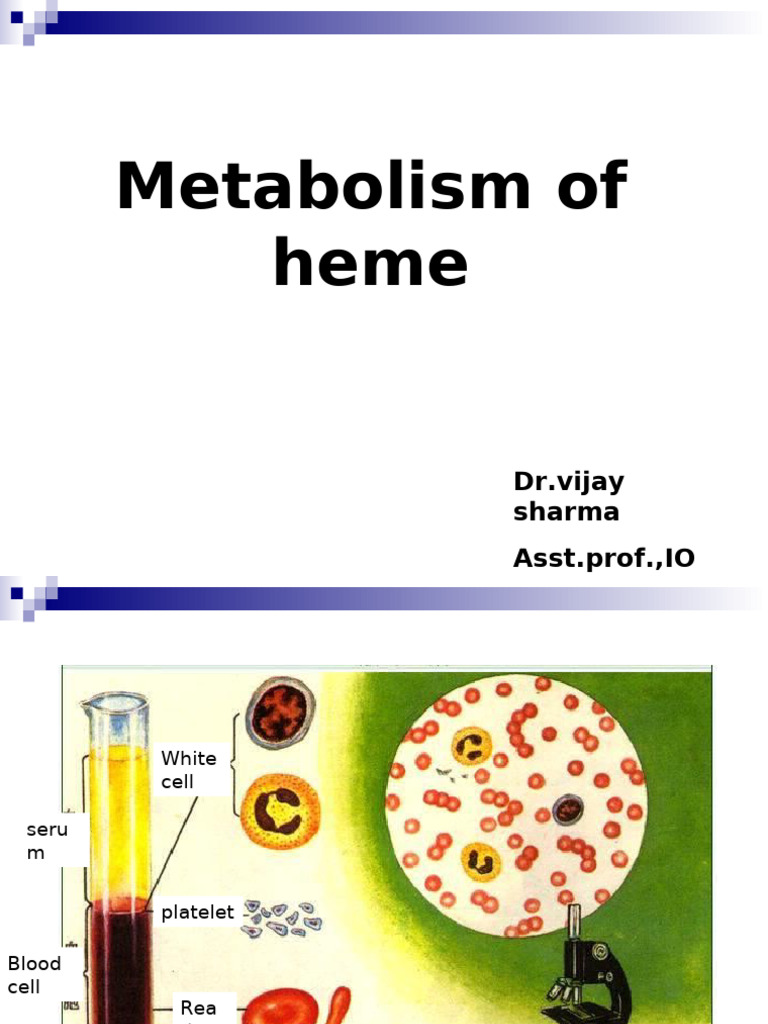 Heme Metabolism and Regulation Overview | PDF