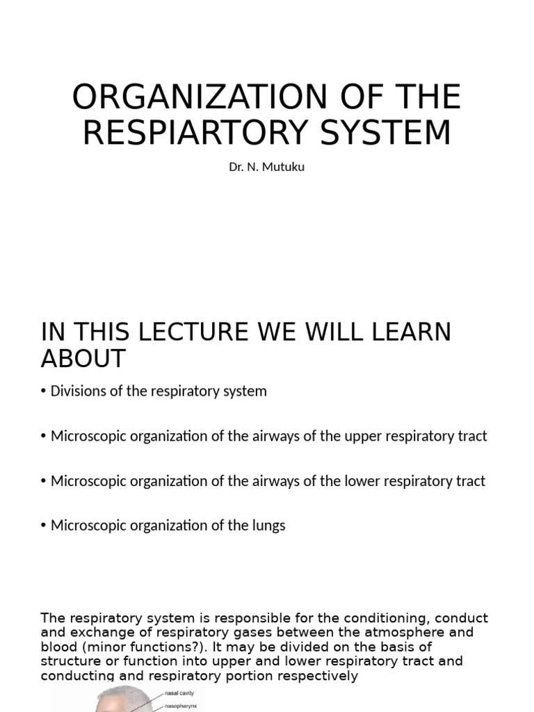 Organization of The Respiratory System | PDF | Human Nose | Epithelium
