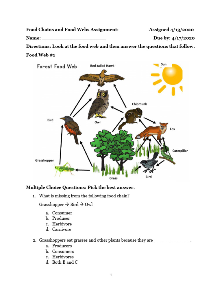Food Webs and Chains Worksheet | PDF | Predation | Foods