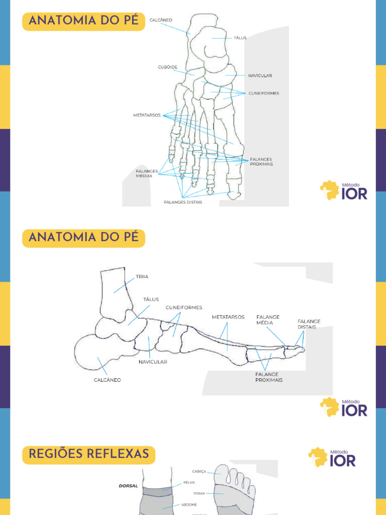 (Aula Prática Básica) Anatomia Do Pé e Regiões Reflexas | PDF