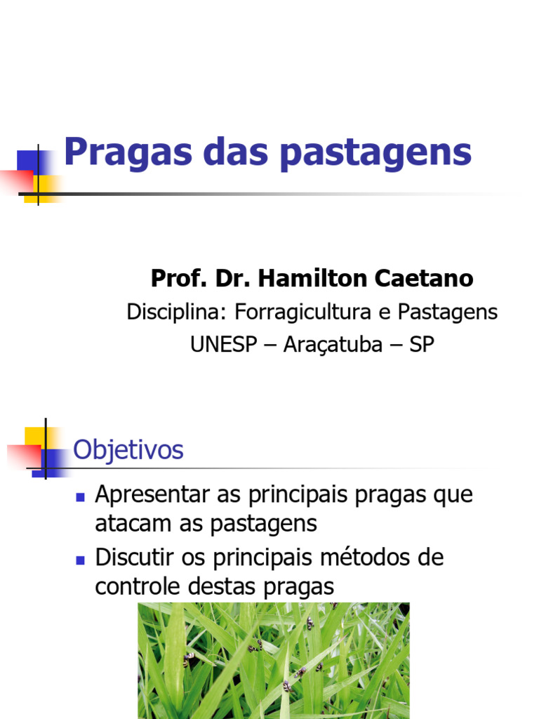 Pragas Das Pastagens - Aula (2024) | PDF | Formiga | Biologia