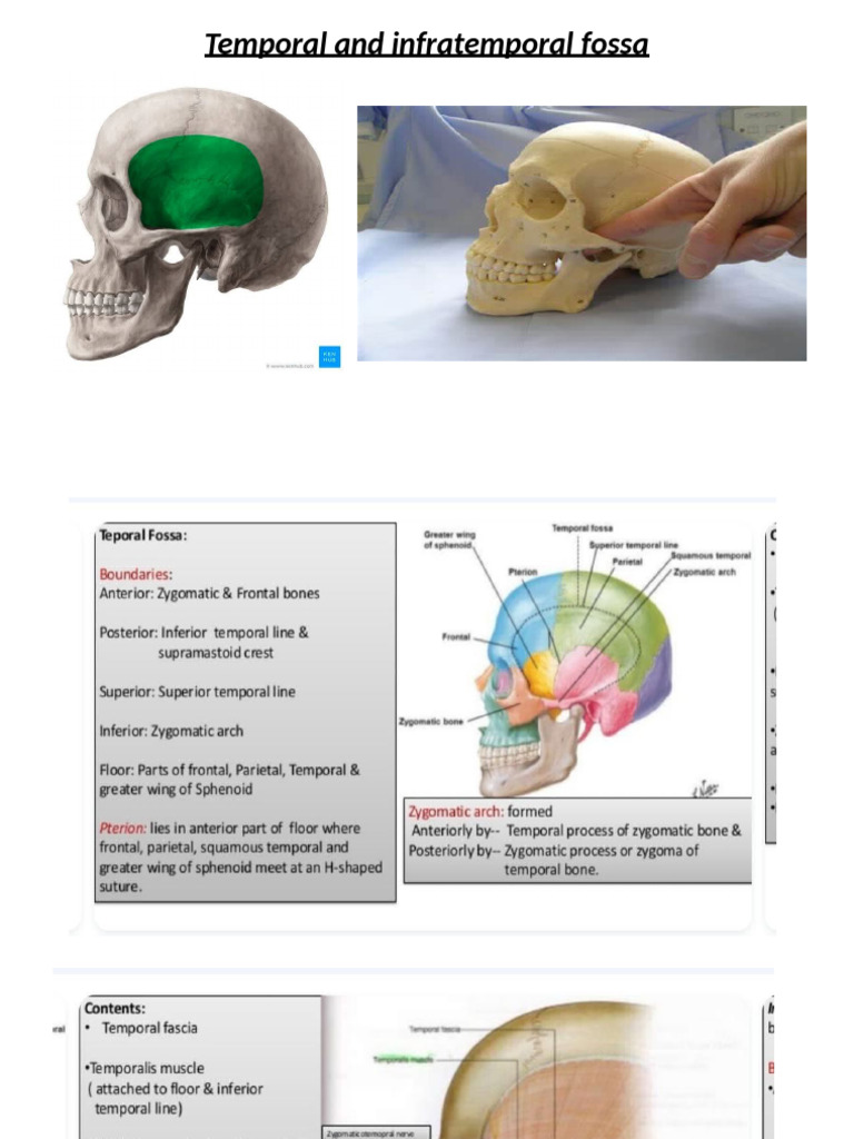 Temporal and Infratemporal Fossa | PDF