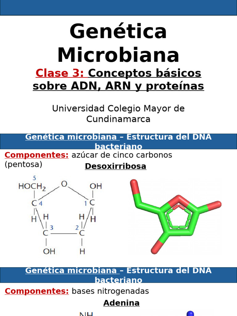3 - Clase - 3 - Conceptos Básicos Sobre ADN, ARN y Proteínas | PDF ...