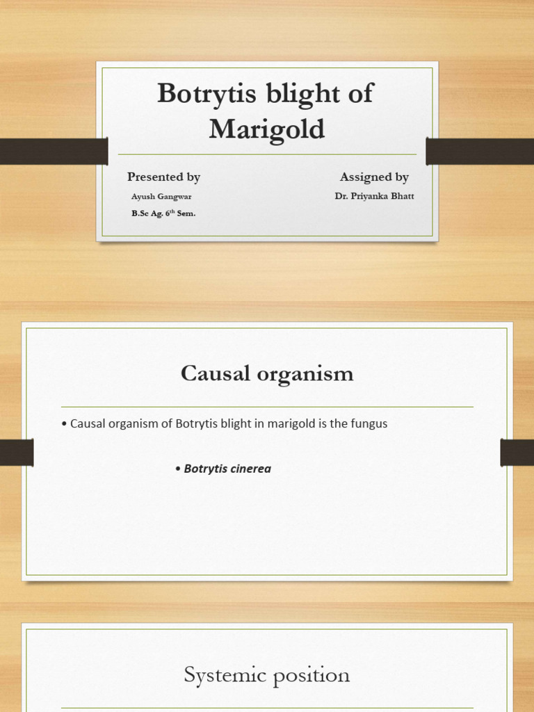 Botrytis Blight of Marigold | PDF | Fungus | Organisms