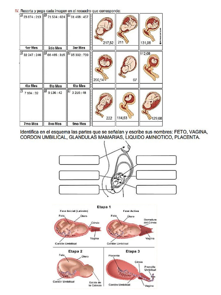 Etapas del parto | PDF