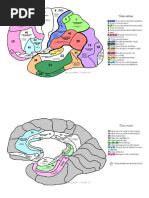 Lobulo de La Insula | PDF | Corteza Insular | Lóbulo temporal