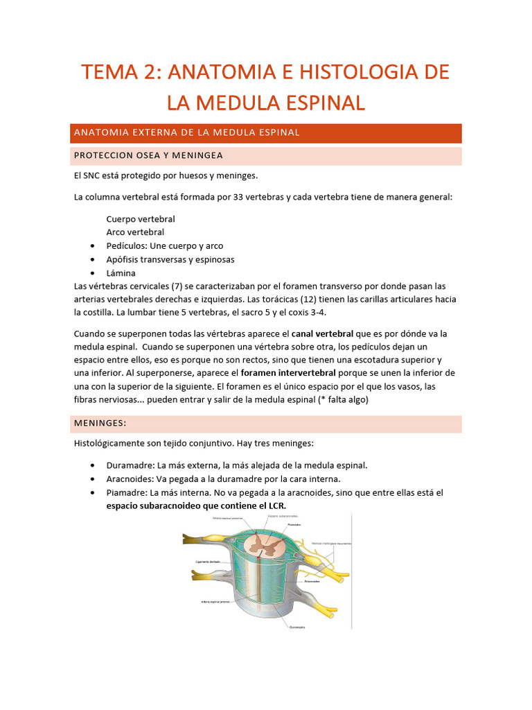 TEMA 2 ANATOMIA E HISTOLOGIA DE LA MEDULA ESPINAL Gulag Free | PDF | Médula espinal | Vértebra