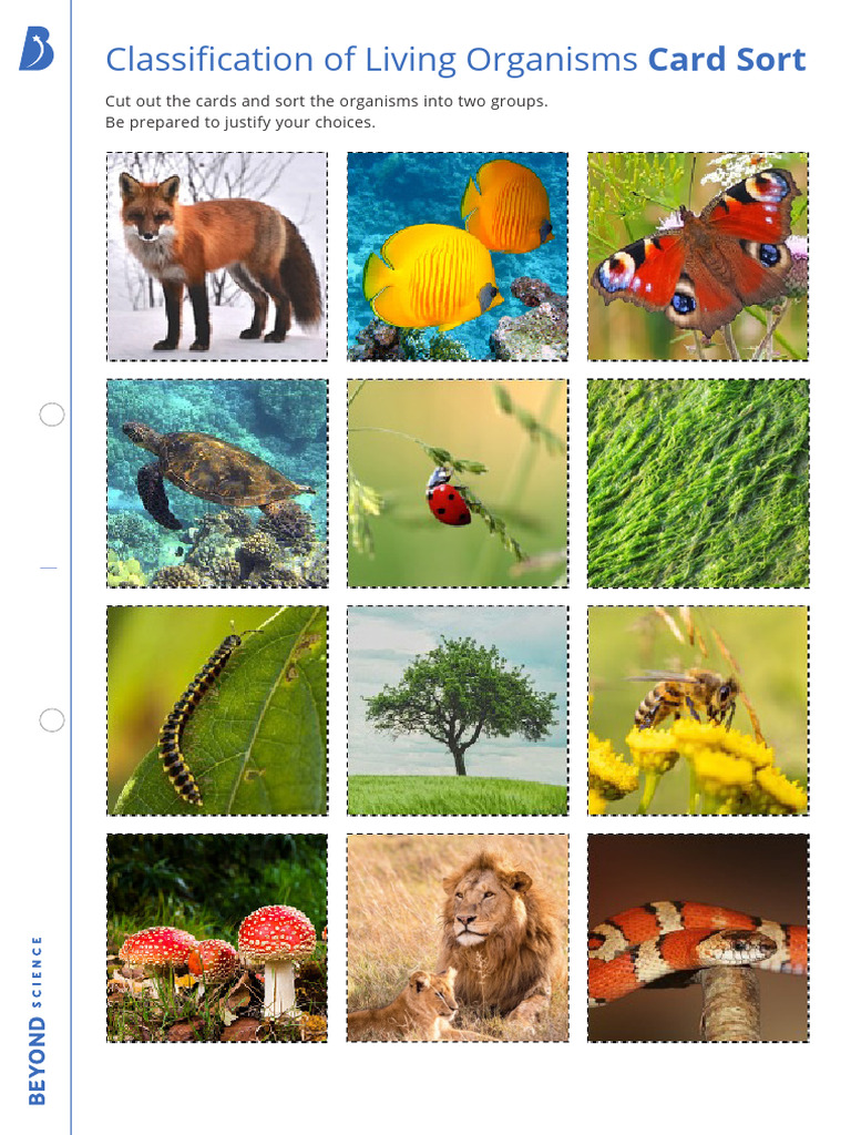 Classification of Living Organisms Card | PDF