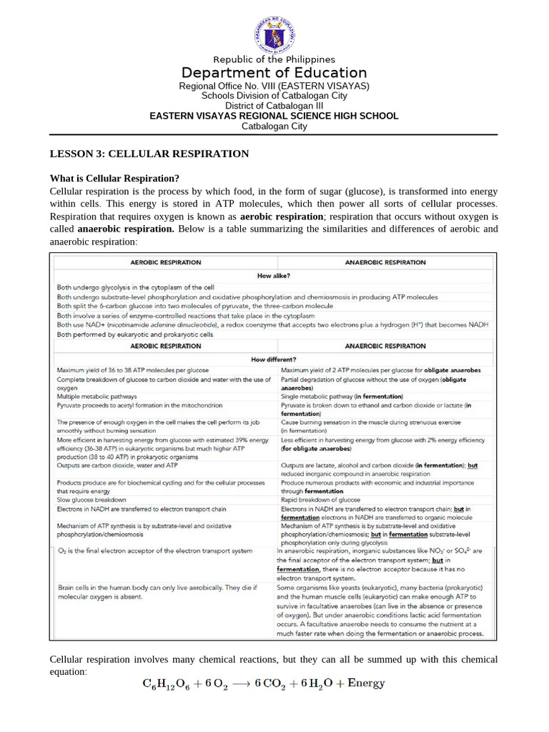 Cellular Respiration Lesson Handout | PDF | Cellular Respiration | Diet ...
