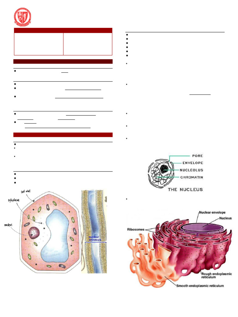 Cells Tissue Integument - 1 | PDF | Endoplasmic Reticulum | Connective Tissue