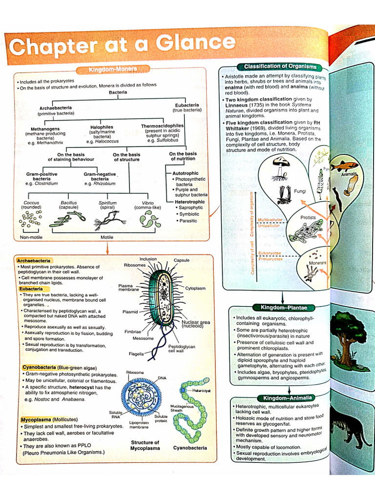 Biological Classification-MCQ's | PDF
