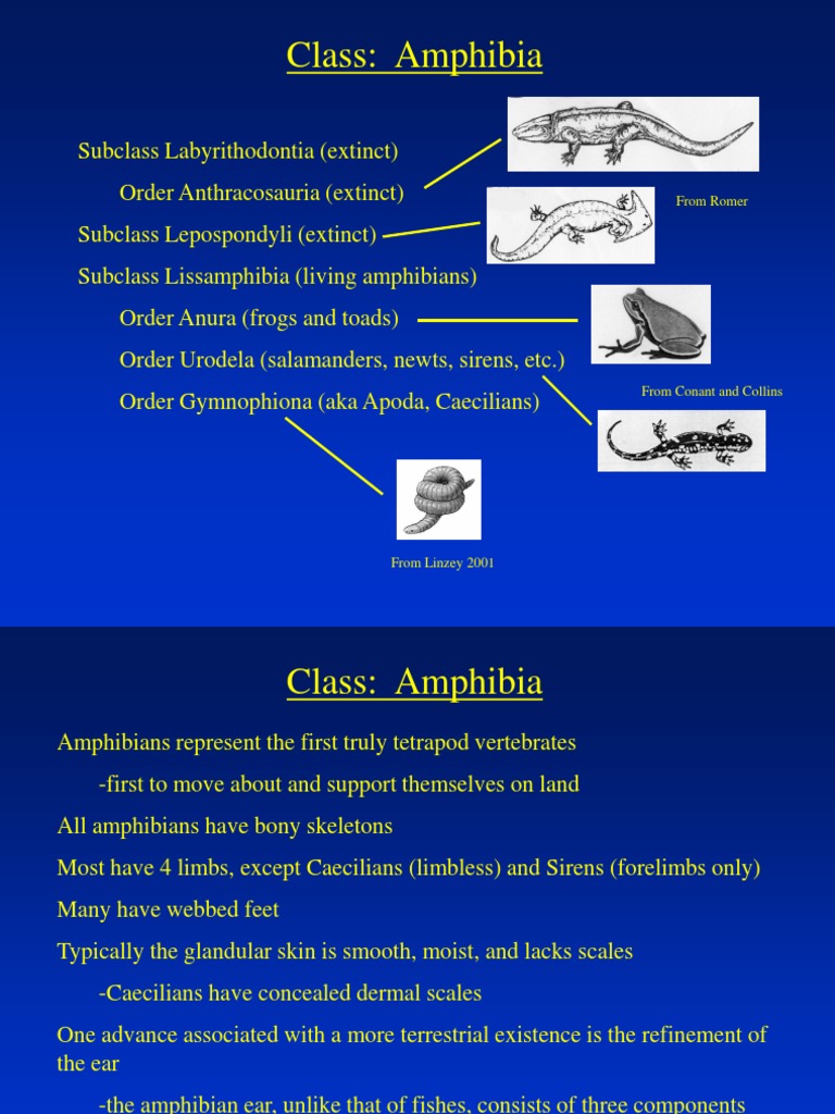 Lecture Notes3 Amphibians Amphibian Vertebrates