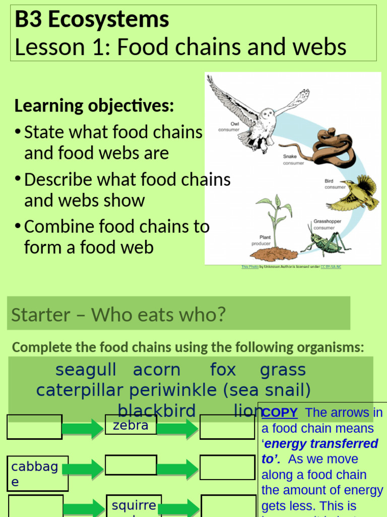 Understanding Food Webs and Chains | PDF | Foods | Food Web