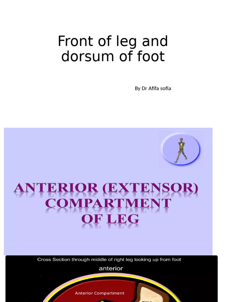 Front of Leg | PDF