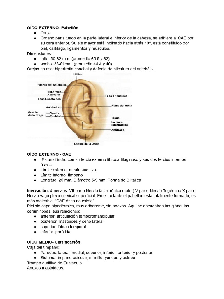 Anatomía del Oído Externo y Medio | PDF | Oído | Escuchando
