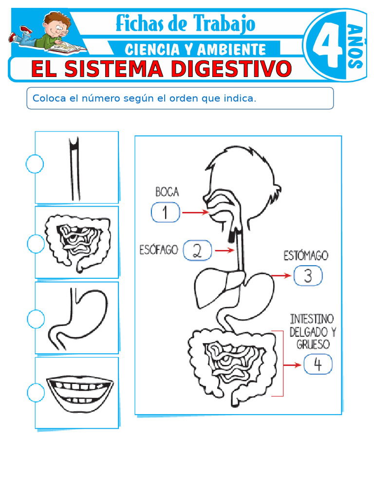 El Sistema Digestivo para Ninos de 4 Anos | PDF