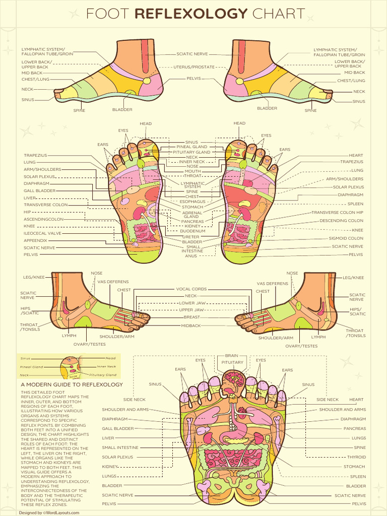 Detailed Foot Reflexology Chart | PDF | Lymphatic System | Neck