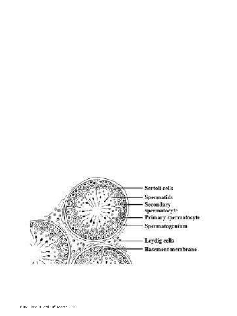 Mammalian Testis Structure Overview | PDF