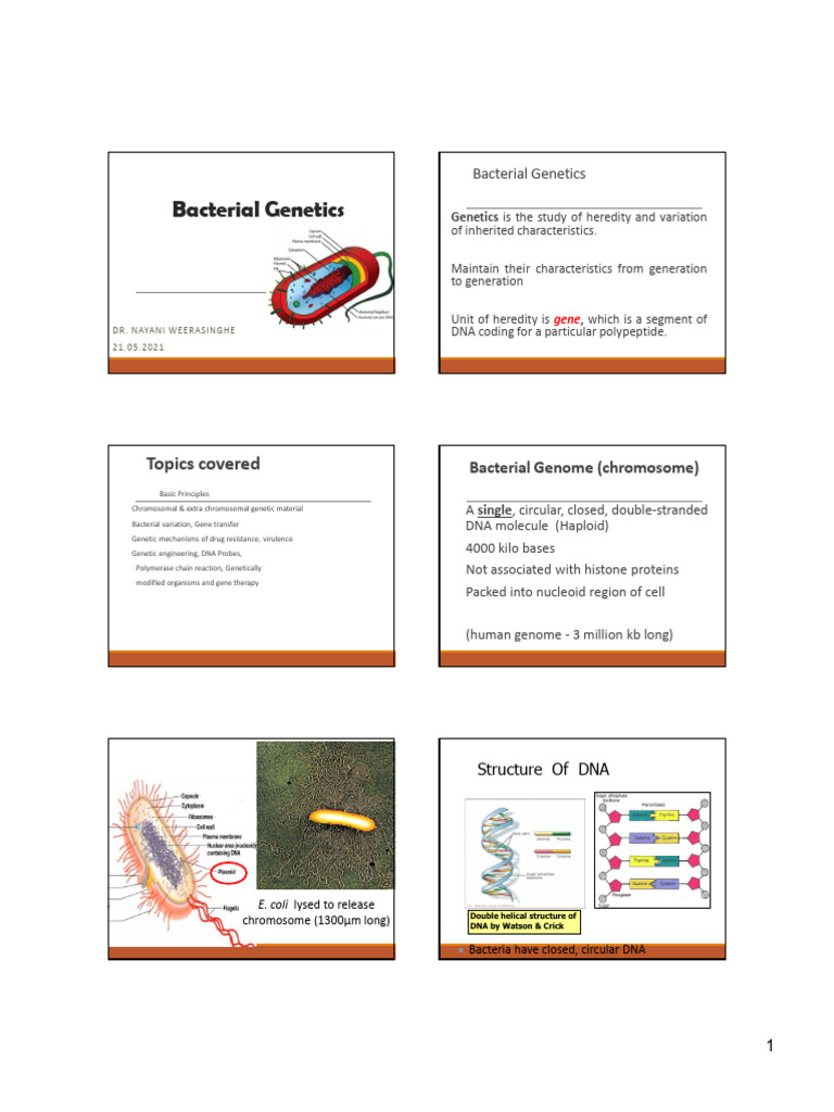 M2 Bacterial genetics handout | PDF | Dna | Genetics