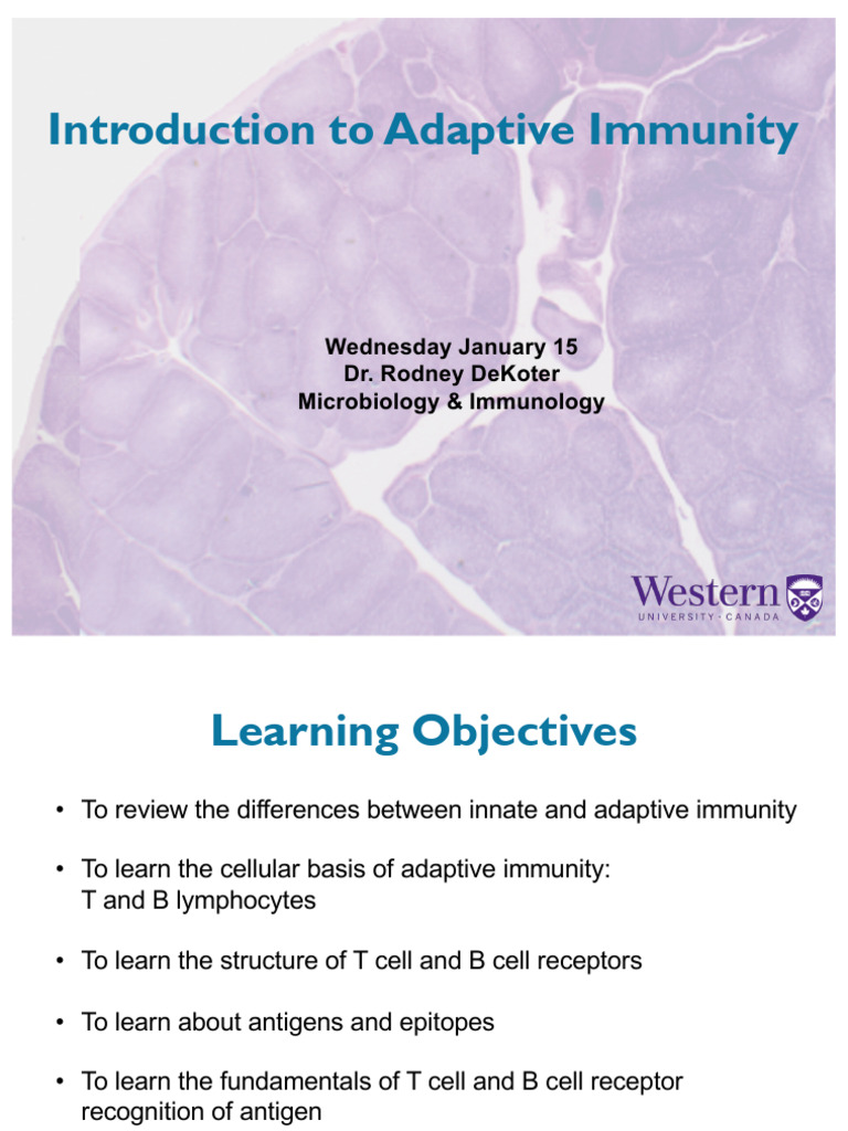 5 Introduction To Adaptive Immunity | PDF | B Cell | Adaptive Immune System