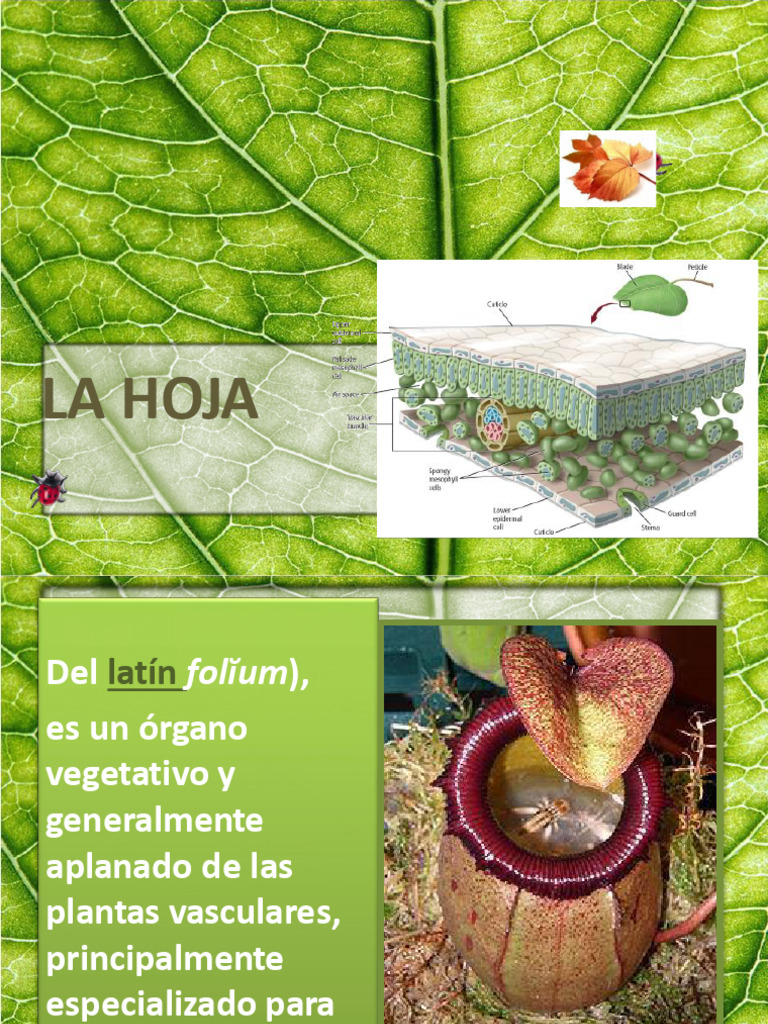 Funciones y Morfología de las Hojas | PDF | Hoja | Plantas