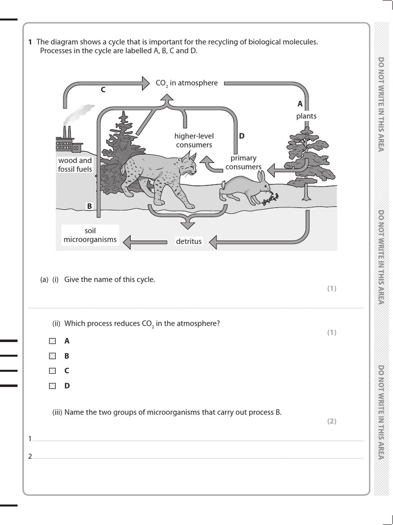 Carbon Cycle in The Ecosystem | PDF | Greenhouse Gas | Climate Change
