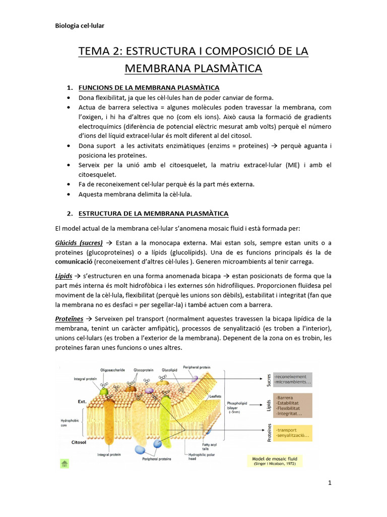 Tema 2 Estructura I Funció Membrana Plasmàtica | PDF
