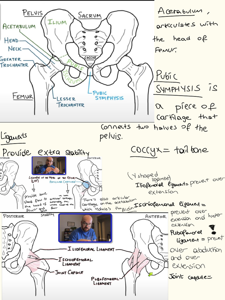 Bones of The Inferior Limb 2 | PDF