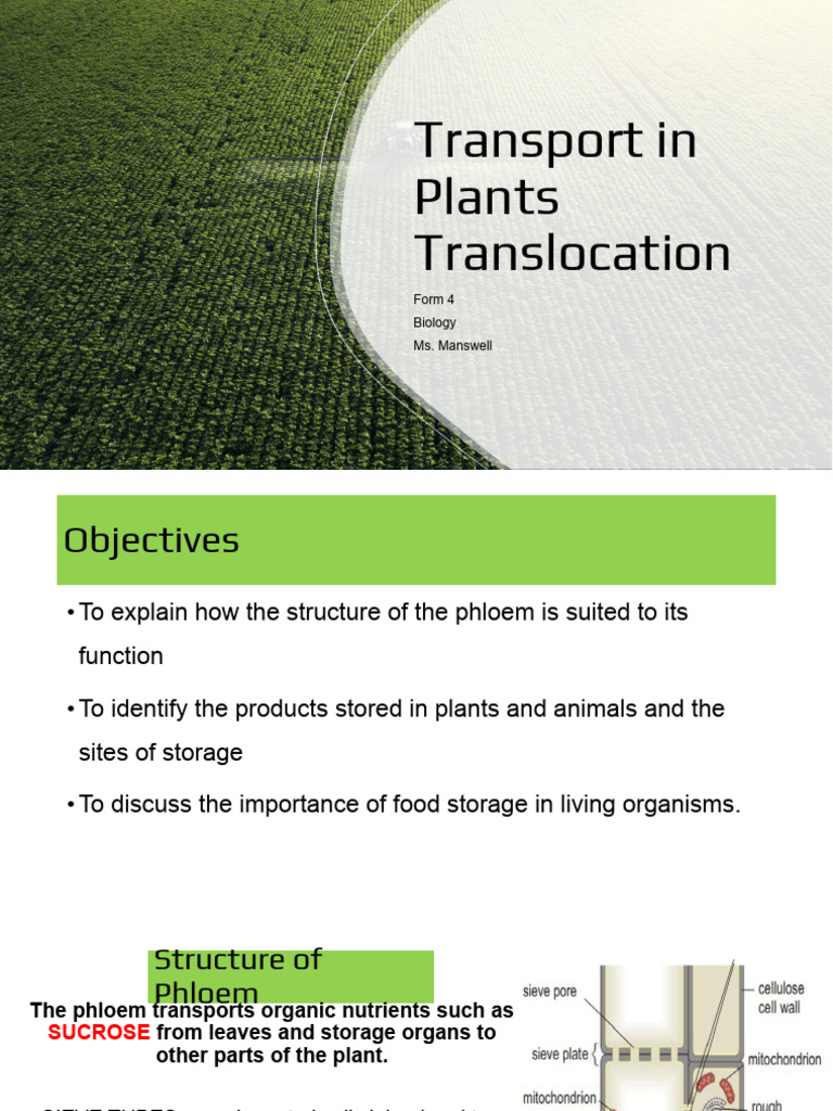 Biology Notes - Transport in Plants - Translocation | PDF