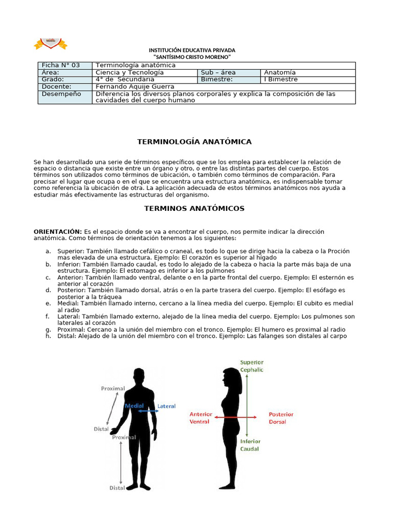 Terminología anatómica | PDF | Términos anatómicos de ubicación | Anatomía