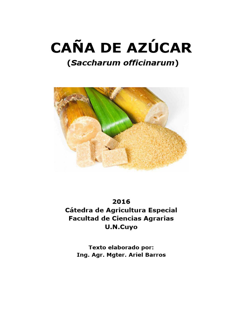 Cosecha y Cultivo de Caña de Azúcar | PDF | Caña de azúcar | Azúcar
