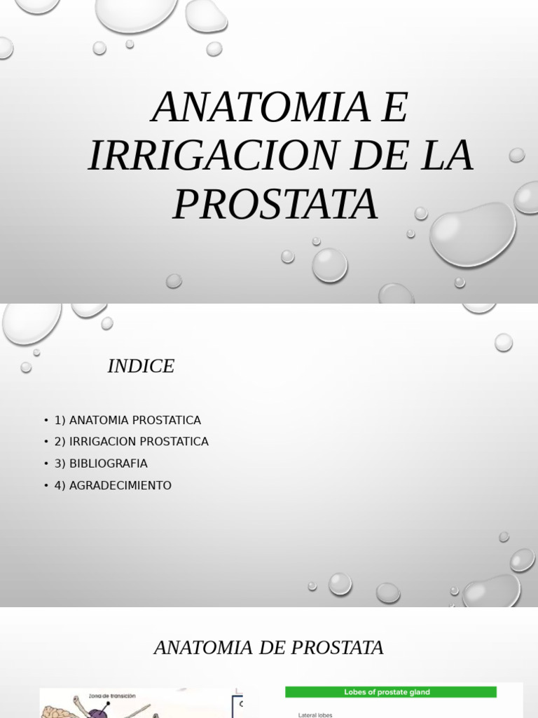 Anatomía e Irrigación de la Próstata | PDF