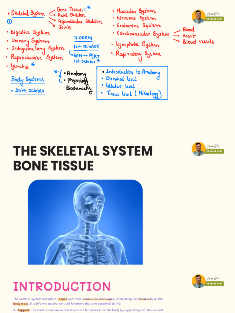 CH 6. The Skeletal System Bone Tissue 3 | PDF | Bone | Osteoblast