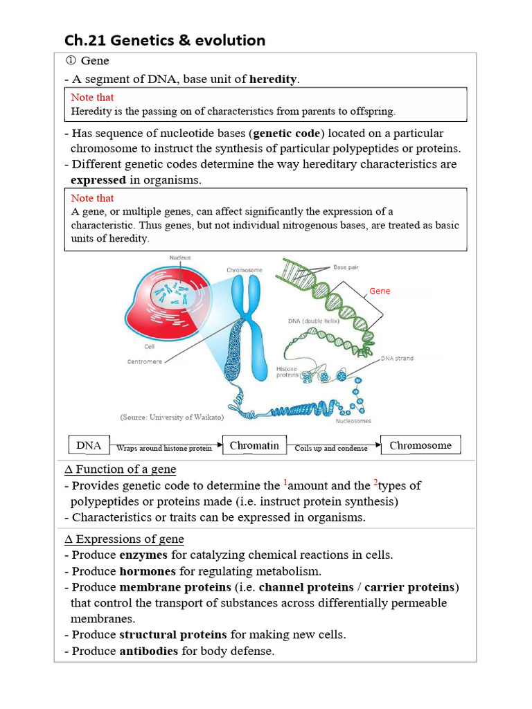 Bio Ch.21 Genetics & Evolution | PDF | Dominance (Genetics) | Dna