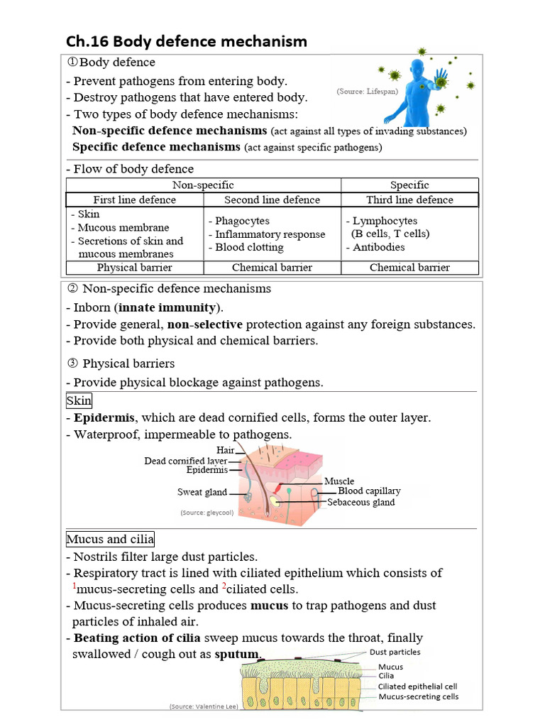 Body Defence Mechanisms Explained | PDF | Phagocyte | Immune System