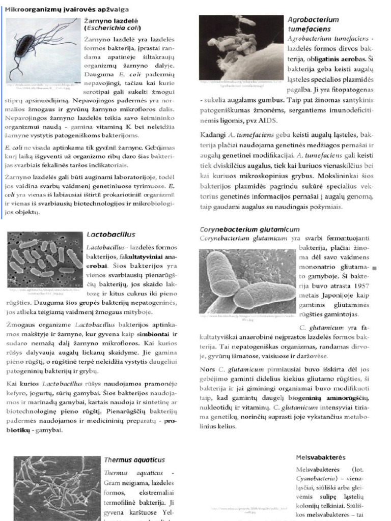 Mikroorganizmu Rusys | PDF