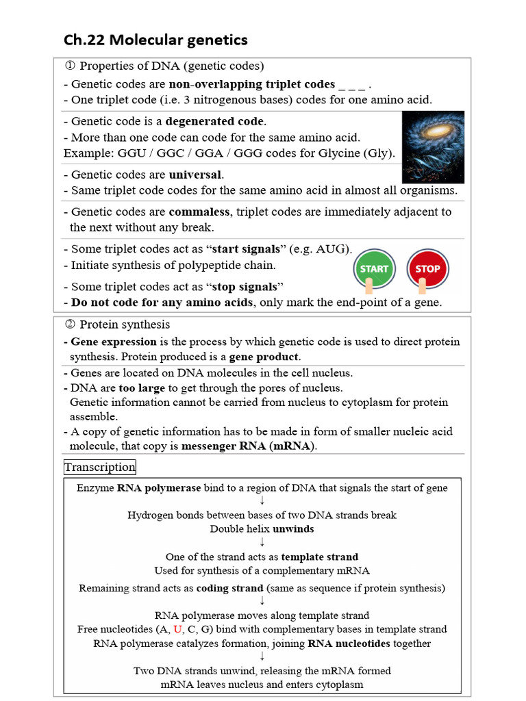 Bio Ch.22 Molecular Genetics | PDF | Messenger Rna | Genetic Code