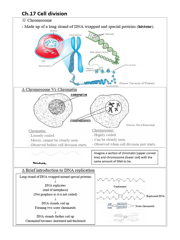 Chromosome Separation in Cell Division | PDF | Meiosis | Mitosis