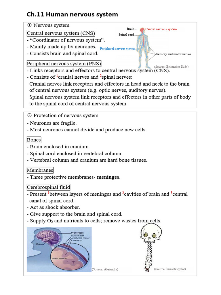 Overview of the Human Nervous System | PDF | Nerve | Nervous System