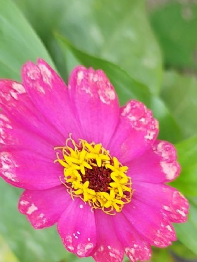 Digitalizado 20250106-1020 | PDF