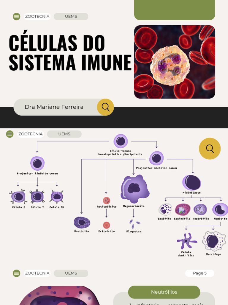 Funções das Células do Sistema Imune | PDF | Fagócito | Célula T