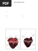 Disección de Corazón: Guía Práctica | PDF | Laboratorios | Anatomía