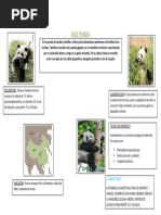 Tipos de Pandas | PDF | Panda gigante | Osos