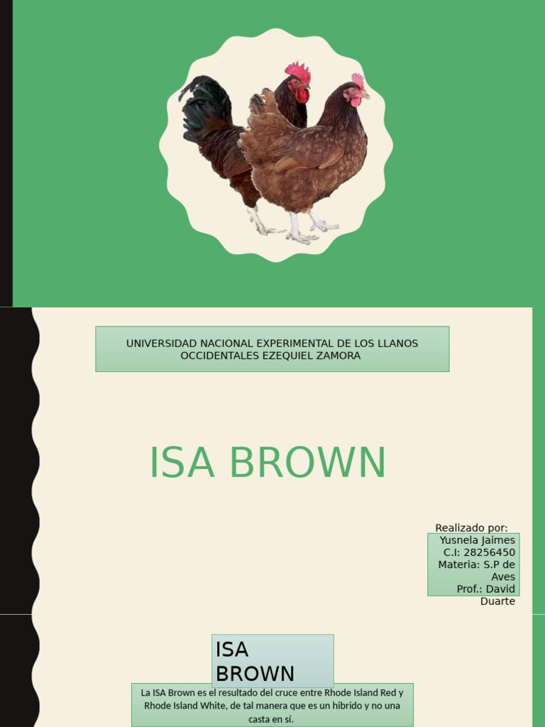 Características de la Gallina ISA Brown | PDF | Pollo | Aves