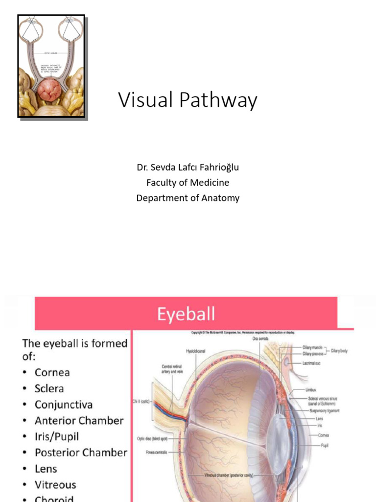 Visual Pathway 2022 2023 SLF | PDF | Retina | Visual System